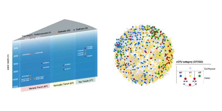Diversity and distribution of viruses inhabiting the deepest ocean on Earth - Research ...
